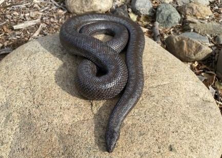 Events | The Nature Reserve at Rancho Mission Viejo