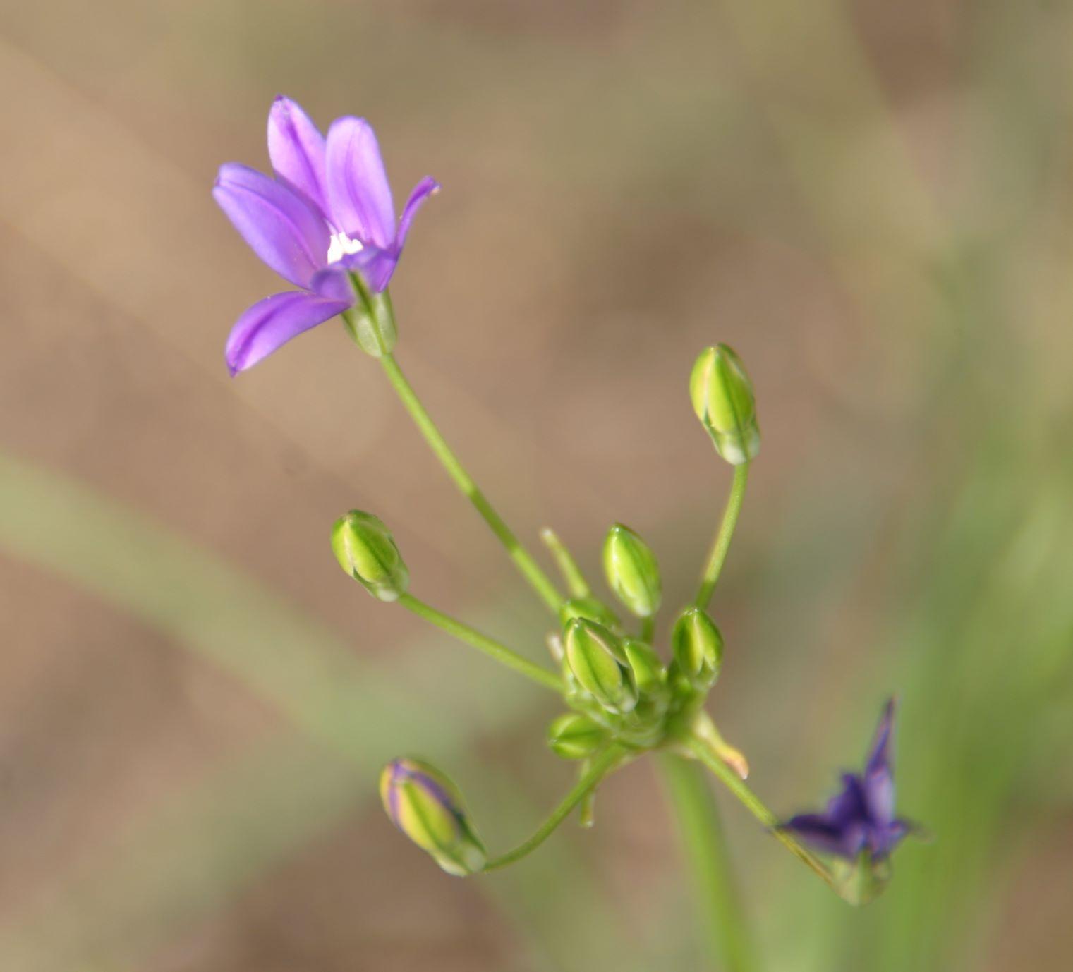 Species Spotlight: Thread-leaved Brodiaea | The Nature Reserve at ...